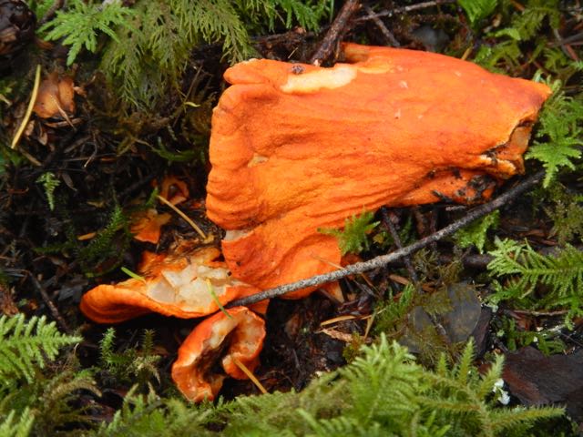 Trip Report – Rousseau Ridge Loop – 14 Oct 2020 | Quadra Island Outdoor ...